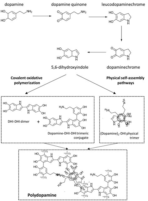 Polydopamine Modified Surfaces In Biosensor Applications Pdf Download Available