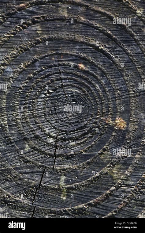 Age Rings Tree Hi Res Stock Photography And Images Alamy