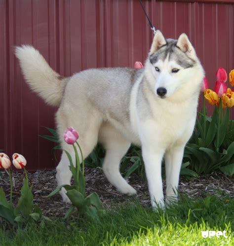 Лайка чистокровная 45 фото картинки Sobakovod Club