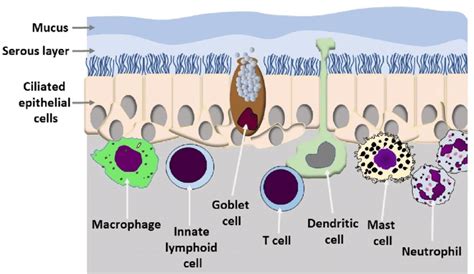 Schematic Of The Mucociliary Barrier Providing The First Defense