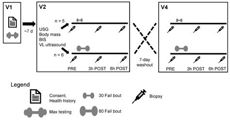 Skeletal Muscle Dna Methylation And Mrna Responses To A Bout Of Higher