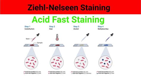 Examples Of Acid Fast Bacteria Genspark