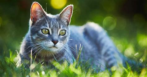 The GATT With Nine Lives Revisiting Article Again Full Fact