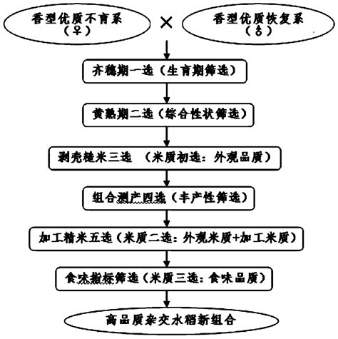Method For Screening High Quality Hybrid Rice Combinations Eureka Patsnap