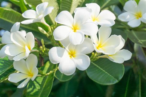 녹색 잎 다른 프란 지 파 니 꽃과 흰 벽으로 만든 흐린 배경으로 예술적 패션에 파 니 아 꽃을 집중 0명에 대한 스톡 사진 및 기타 이미지 Istock