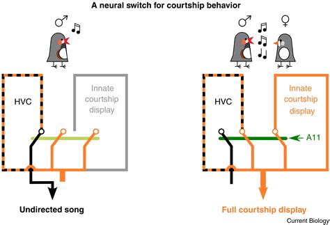 Neural Circuits How The Songbird Brain Orchestrates Courtship Displays