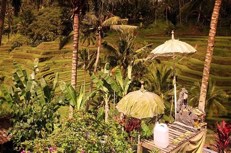 논밭과 계단식 논 풍경 깔끔한 테갈랄랑 섬 우붓 근처 인도네시아 발리 동남아시아 아시아 인도네시아 발리 계단식 논 우붓 테갈랄랑 사진 배경 및 무료 다운로드를위한 그림