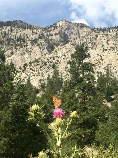 Mount Charleston Hiking Trails Lodge Cabins Hotel And Camping Nevada
