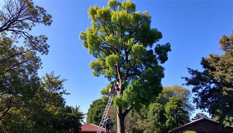 Tree Pruning Costs 2026 Guide To Tree Pruning Prices In Pretoria