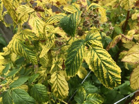 Raspberry Leaf Diseases