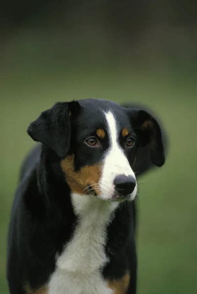 Perro Bobtail Fotos De Stock Imágenes De Perro Bobtail Sin Royalties