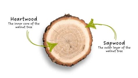 How To Identify Walnut Wood Fast 5 Things To Look For