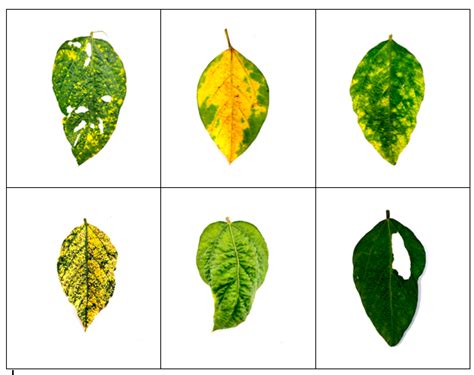 A Hybrid Model For Soybean Yield Prediction Integrating Convolutional Neural Networks Recurrent