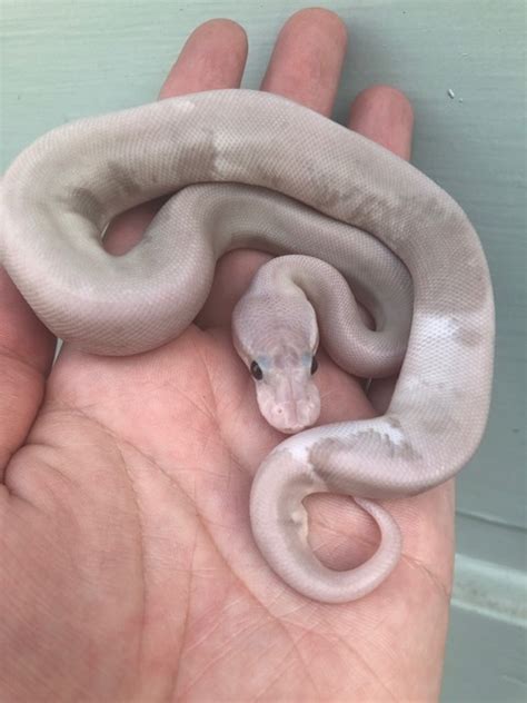 Urban Camo Worlds Firsts Ball Pythons Morphmarket Reptile Community