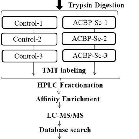 The Entire Experimental Procedure Experimental Design For The Download Scientific Diagram