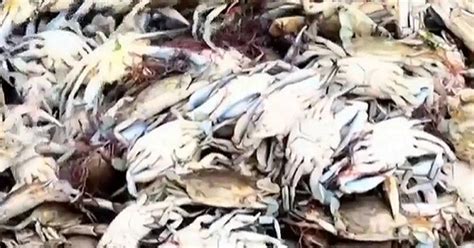 물 반 게 반 이탈리아 넘쳐나는 푸른 꽃게 우리 밥상에 오를까