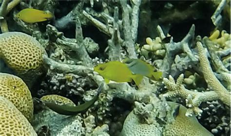 A Mixed Species Pair Of Juvenile Rabbitfish Consisting Of Siganus
