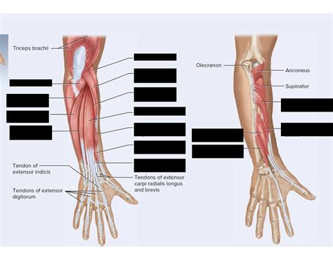 Extensors Of Forearm Quiz