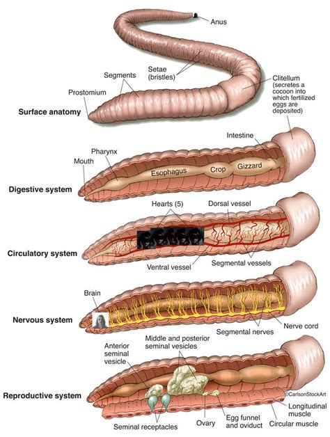 Worm Anatomy Zoology Earthworms Anatomy