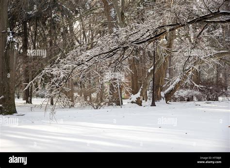 Park Frozen Tree Branch In Winter Ice Stock Photo Alamy