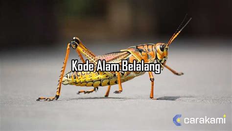 Kode Alam Belalang 13 Kode Alam Belalang Menurut Erek Erek