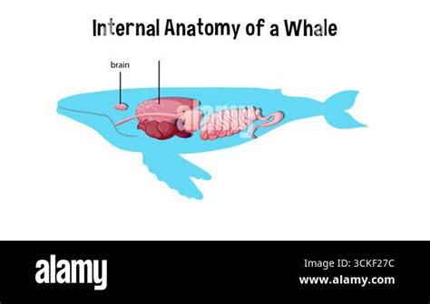 Detailed Visualization Of A Whales Internal Organs Stock Video Footage