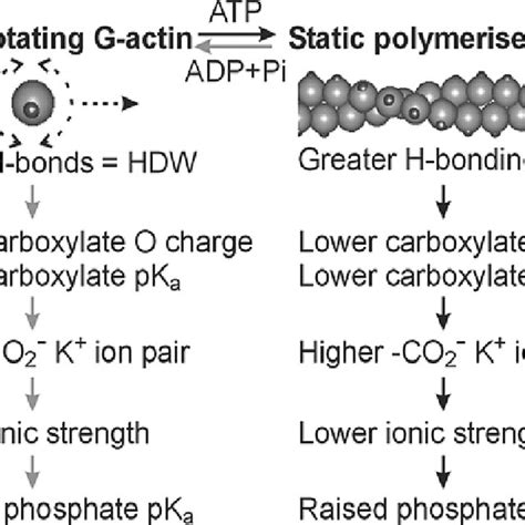 Actin Converts Between Monomer G Actin And Filament F Actin The Download Scientific