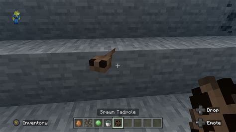 Tadpole Minecraft Guide Ign