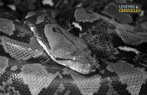 Reticulated Python Giant Reticulated Python Giant Snake
