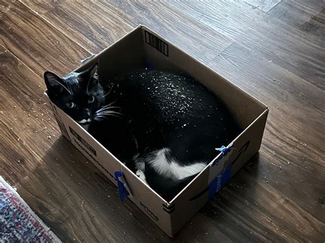 My Cat Knew Just How To Deal With Today Album On Imgur