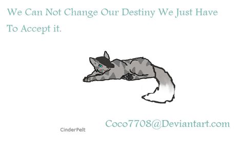 Cinderpelt Ref By Coco7708 On Deviantart