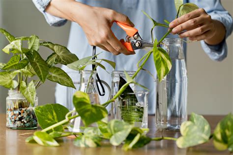 ¿cómo Reproducir Una Planta Teléfono Huerto En Casa