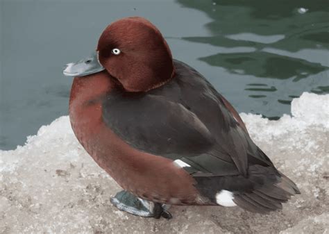 10 Rarest Ducks In The World