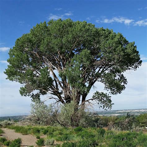 Populus Deltoides ~ Eastern Cottonwood Native Forest Nursery Retail