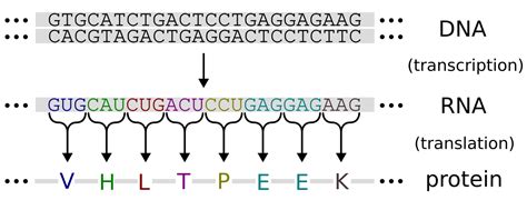 File Genetic Code Svg Wikimedia Commons