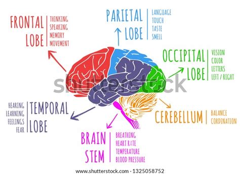 Cerebellum Function Images Stock Photos Vectors Shutterstock