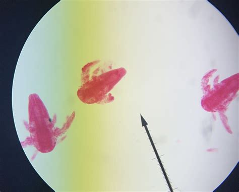 Subphylum Crustacea Diagram Quizlet