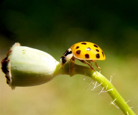 Poisonous Ladybugs