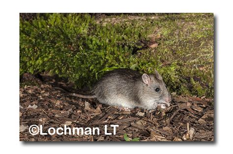 Brown Rat Lochman Transparencieslochman Transparencies