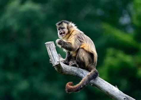 Capuchin Monkey Behavior Animalbehaviorcorner