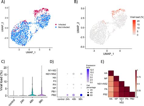 Isav Infection And Transcription A Umap Dimensionality Reduction