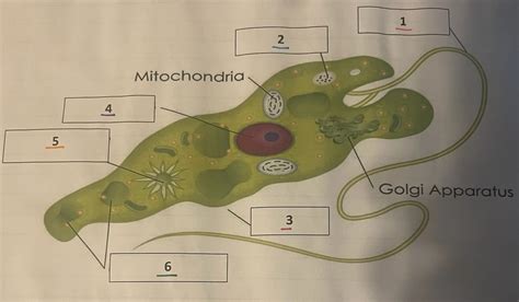Lable A Euglena Diagram Quizlet