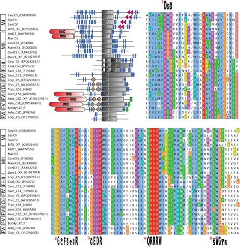 Overview Of Protein Domain Architecture And Sequence Characteristics Of Download Scientific