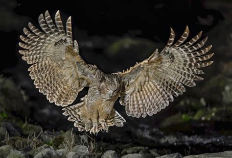 7 Largest Owls In The World Look How Big They Are