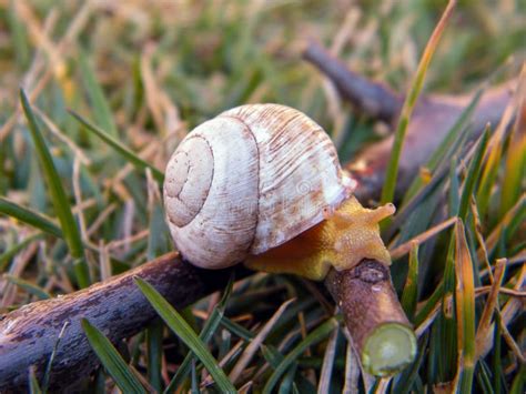 Snail On Tree Branch In Grass Stock Image Image Of Nature Vibrant