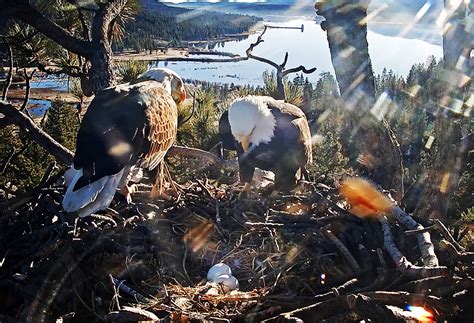 Jackie And Shadow Big Bears Beloved Nesting Eagles Welcome 2nd Egg