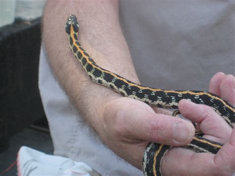 Get Your Mess On Learning About Texas Snakes
