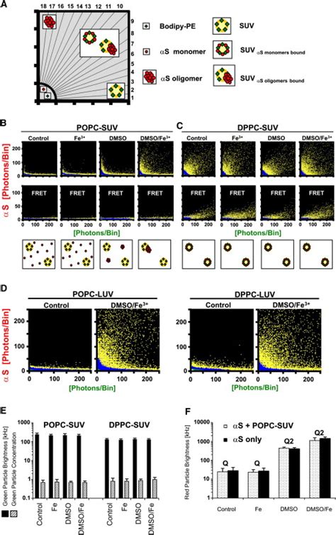 Binding Of αs To Vesicles Of Different Lipid Composition Reveals Two