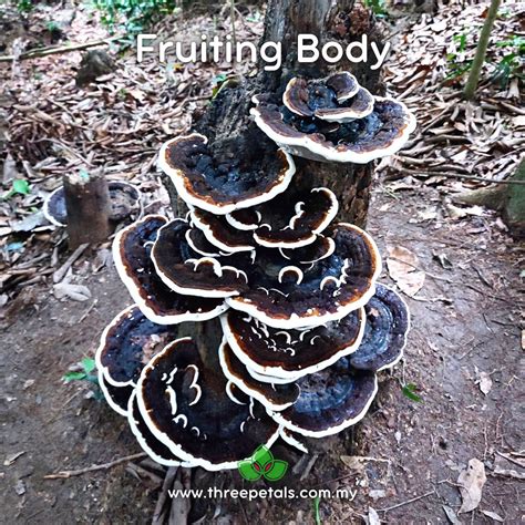 Swollen Bracket Ganoderma Gibbosum Live Mycelium Mushroom Culture