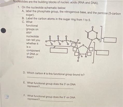 Solved Nucleotides Are The Building Blocks Of Nucleic Acids